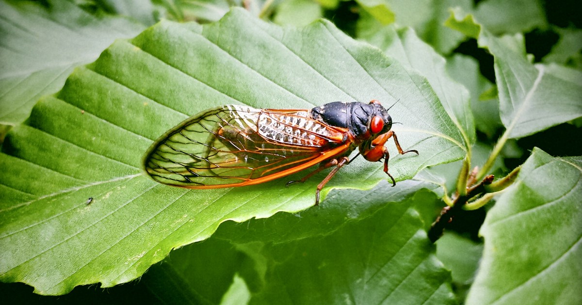 Millions of 17-year cicadas will emerge in the South, creating ...