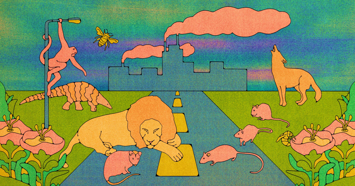 Covid-19 quarantine keeps humans home while animals roam free. Is that ...