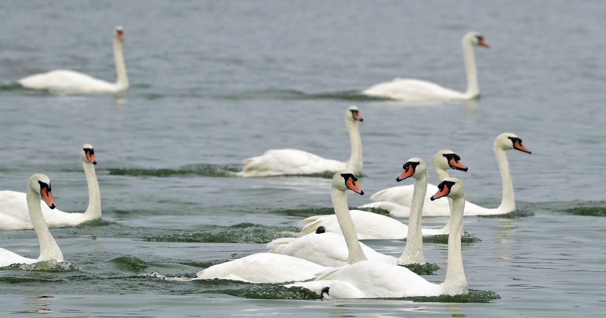Lakeland, Florida, is selling some of its 'iconic' swans amid rising ...