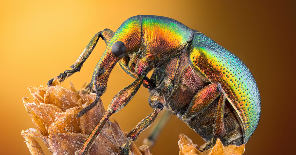 Nikon photo contest reveals the miniature worlds that surround us