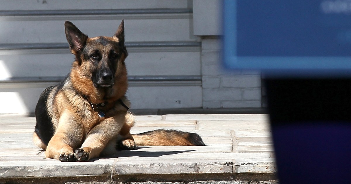 Biden's bringing the big dogs to the White House — German shepherds ...