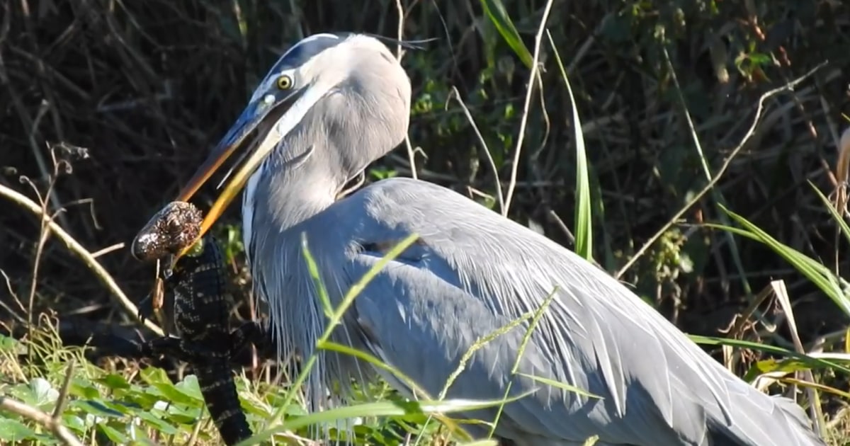 Florida BIRD caught on Camera swallowing whole Alligator!!! | Bloodydecks