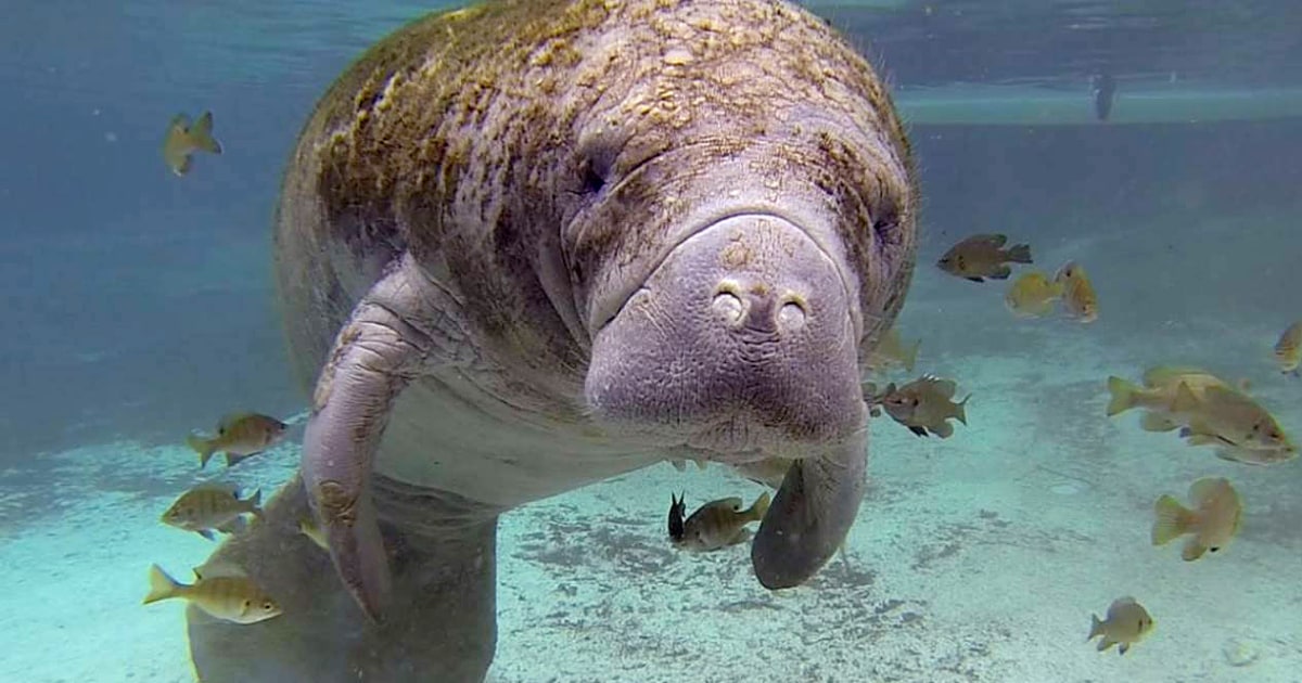 Florida manatee has 'TRUMP' etched into its side; officials seek ...