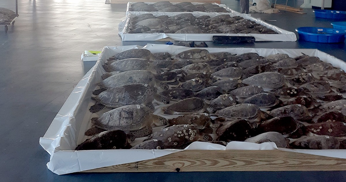 Sea turtle rescue center in Texas takes in over 2,500 turtles cold ...
