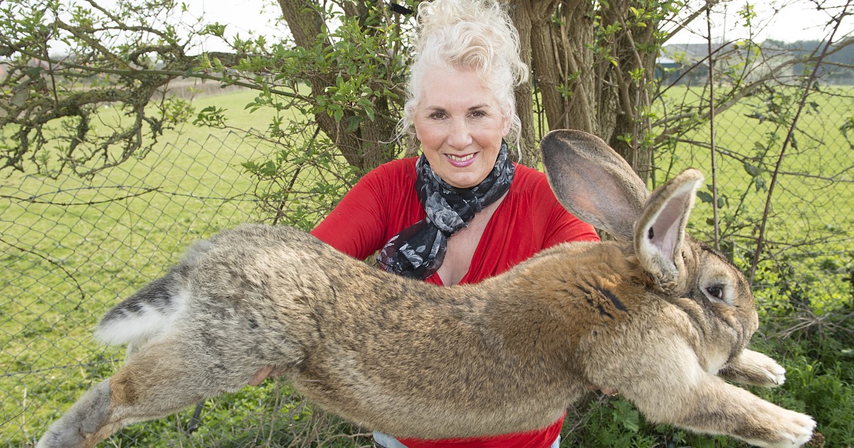 U.K. police hunt rabbit thief after giant celebrity pet Darius goes missing