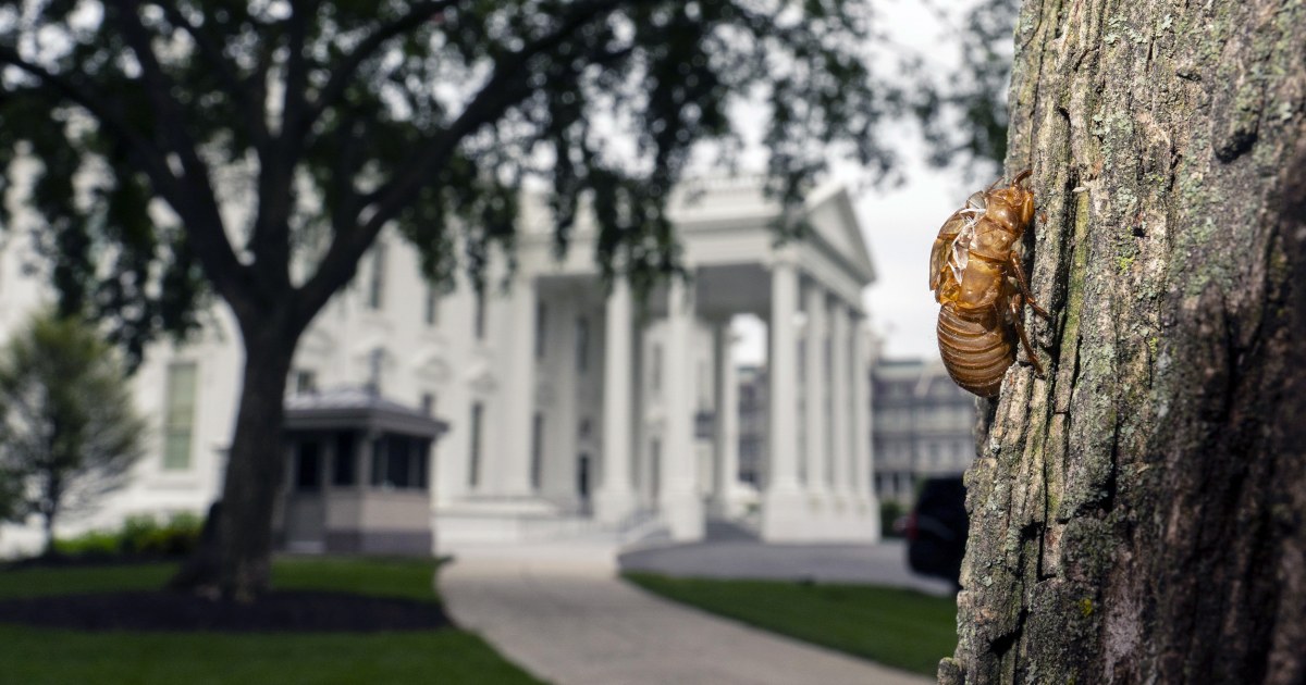 Cicadas cause unusual disruptions, but experts say the swarms aren't a ...