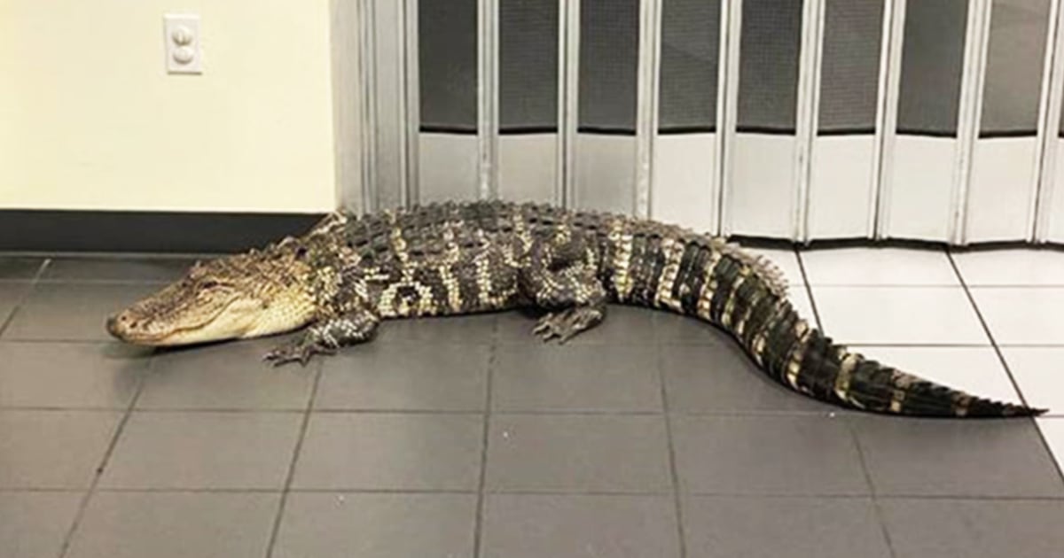 Customer finds 7-foot gator inside Florida post office