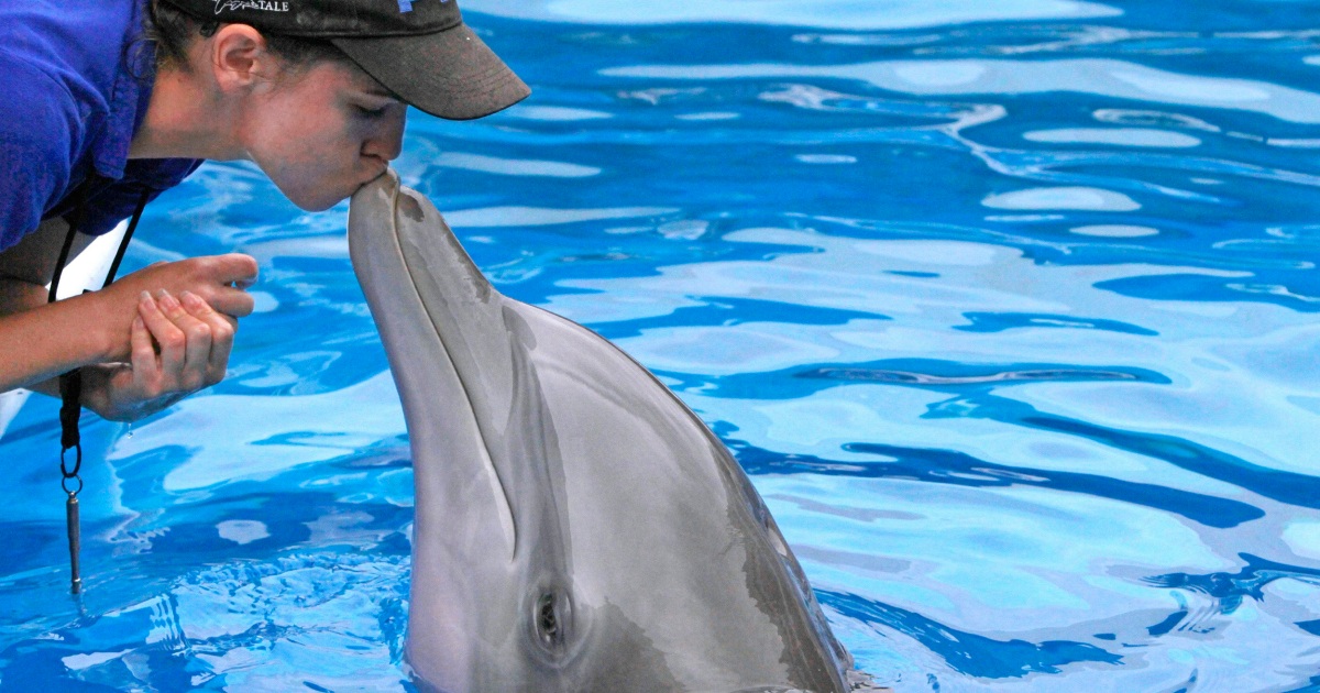Beloved 'Dolphin Tale' star Winter died of twisted intestine
