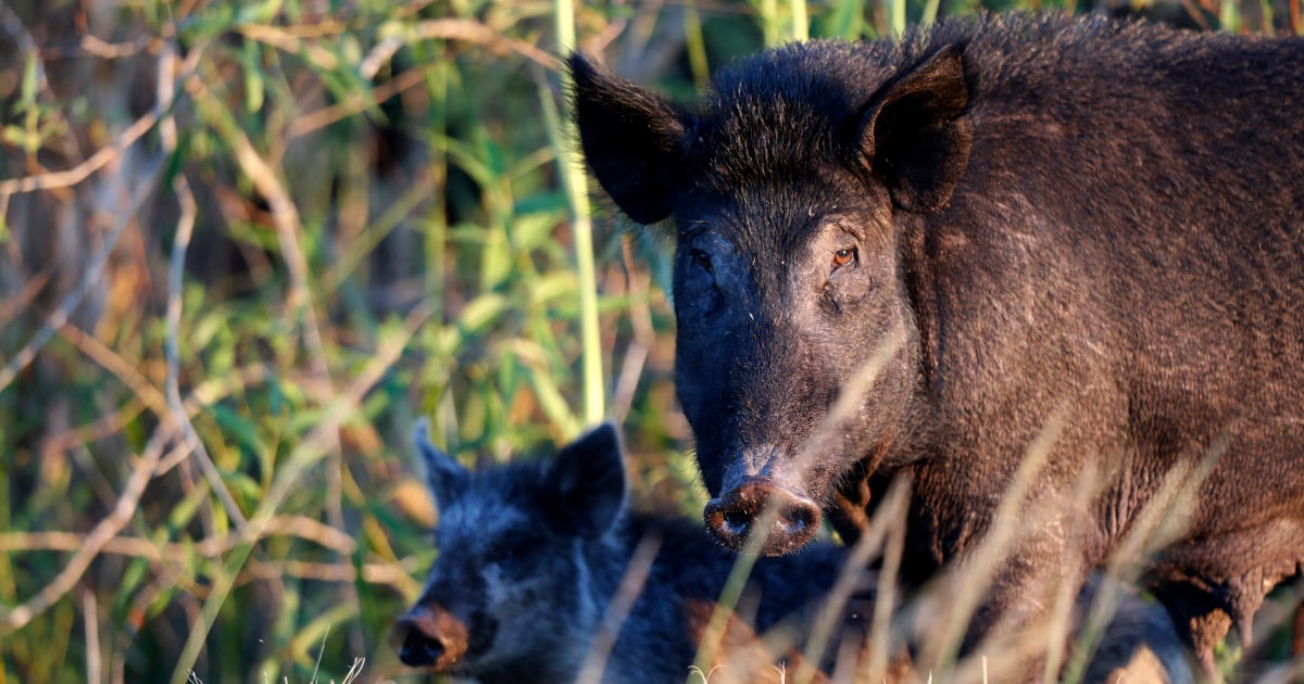 Feral pigs in California destroy property and endanger humans. Time to ...