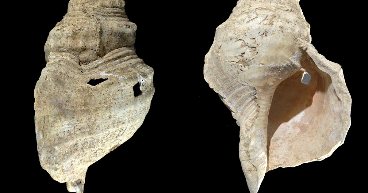 Ancient shell horn can still play a tune after 18,000 years