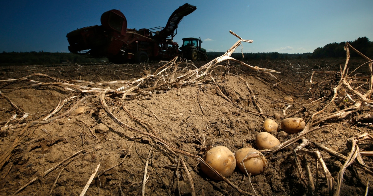 A climate change-resistant potato? Maine researchers are trying