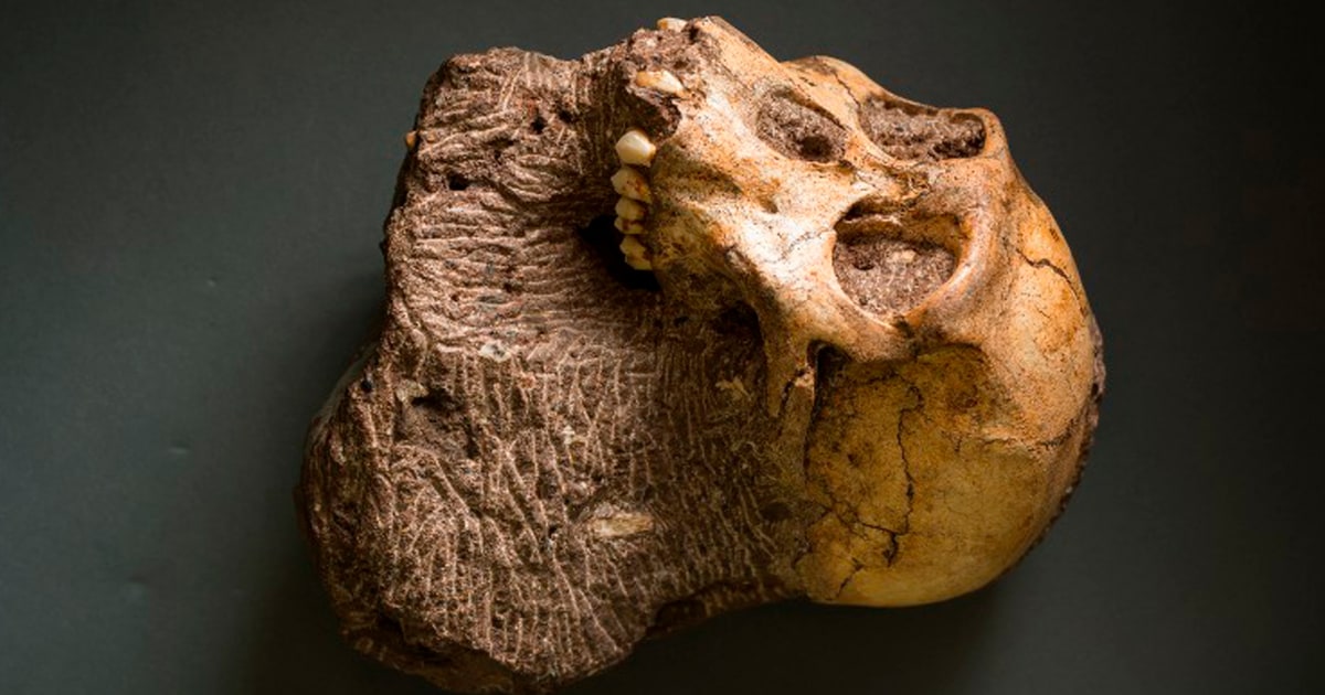 Pariente humano caminaba como hombre y trepaba como simio