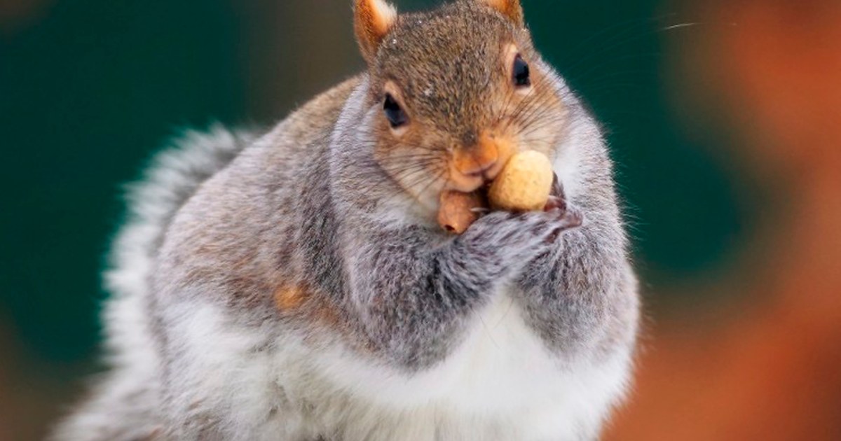 Denuncian que ardillas han engordado demasiado en la pandemia