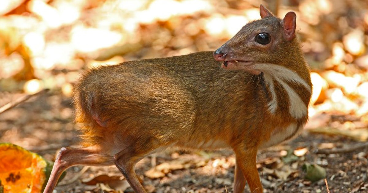 Nació un ciervo-ratón miniatura de 4 pulgadas y encanta zoológico