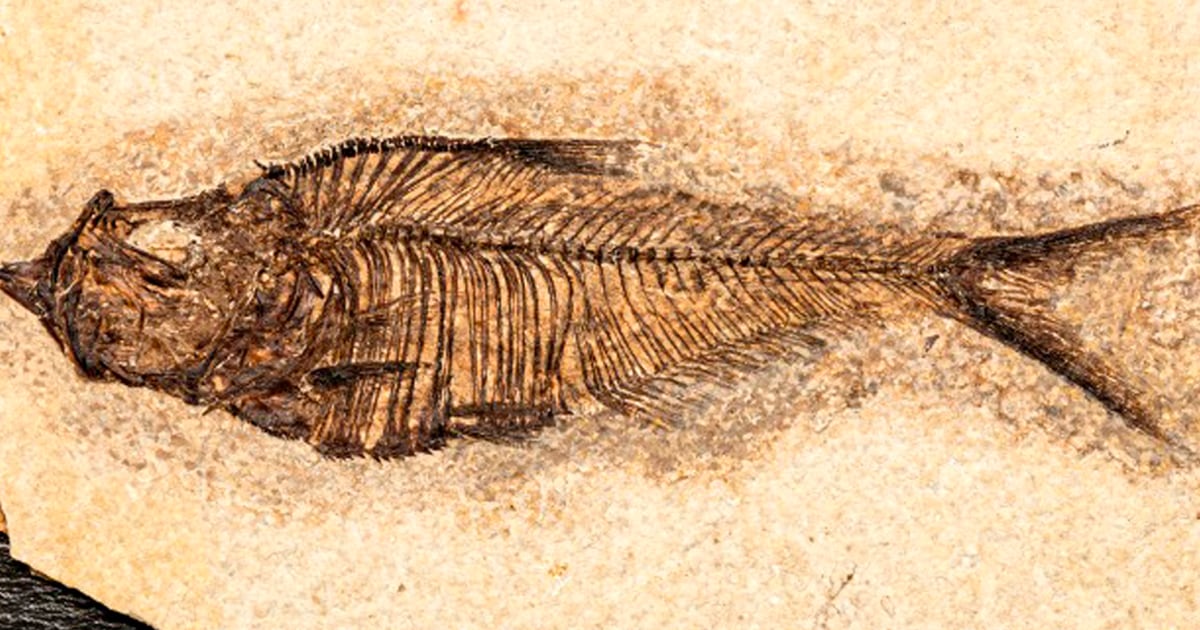 Descubren restos del dragón marino más grande del mundo