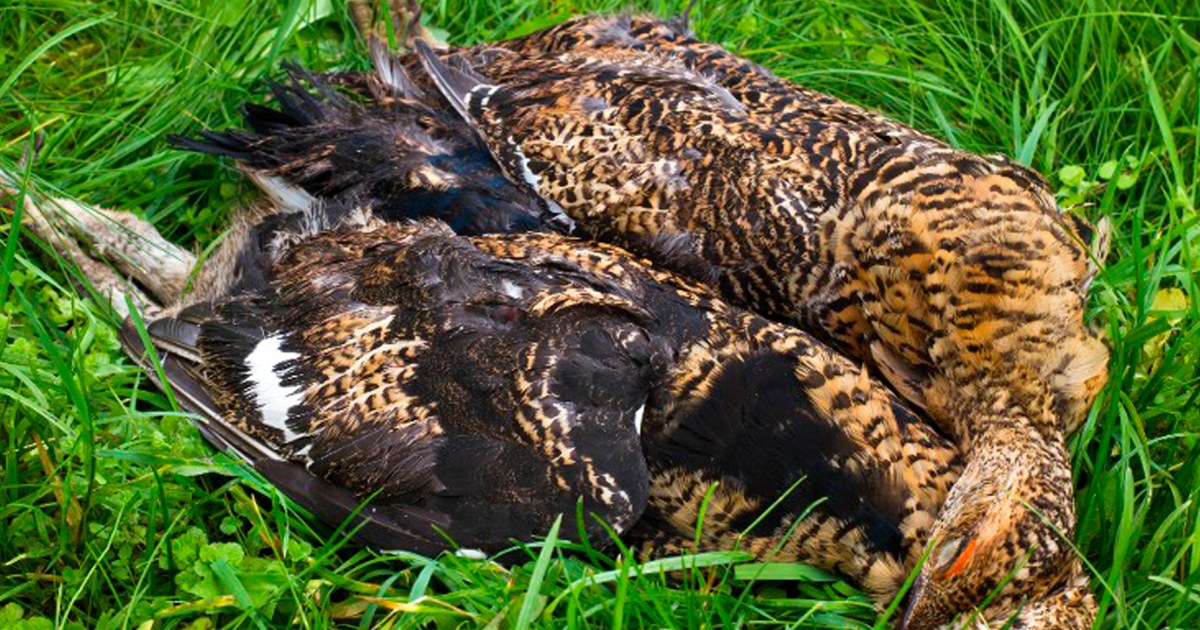 Revelan por qué 400,000 gallinas aparecieron muertas en Uruguay
