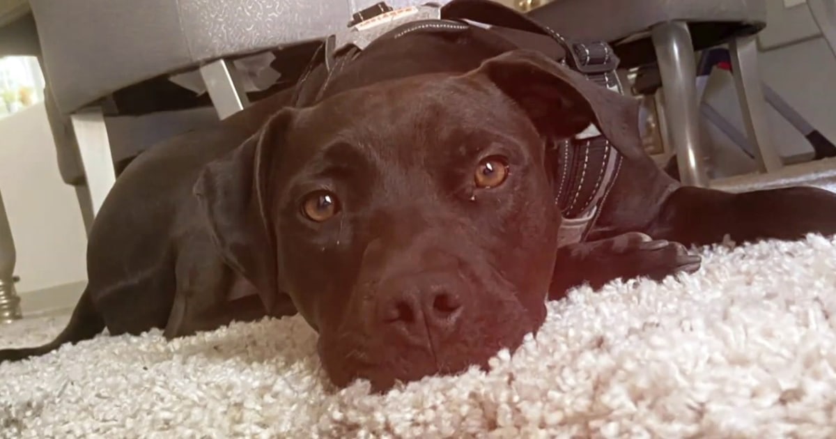 Meet the dog who survived a blizzard and a wildfire to reunite with its ...