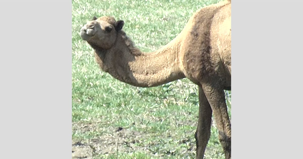Loose camel kills two people on Tennessee farm, sheriff's office says