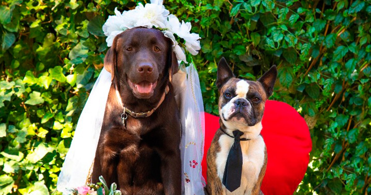 Boda masiva casará a 500 parejas de perros en un parque de EE.UU.