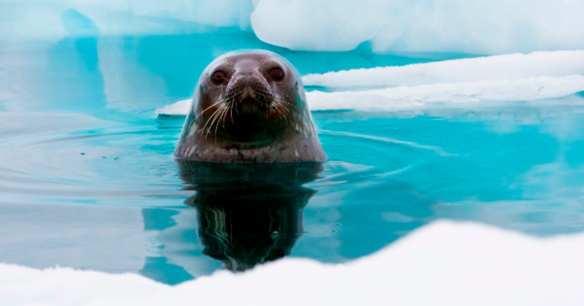 Focas ayudan a expertos a recopilar datos de aguas en Antártida