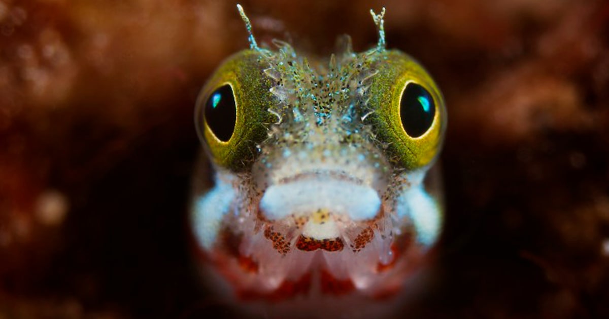 Ojos de peces ayudan a entender cataratas y ceguera en humanos