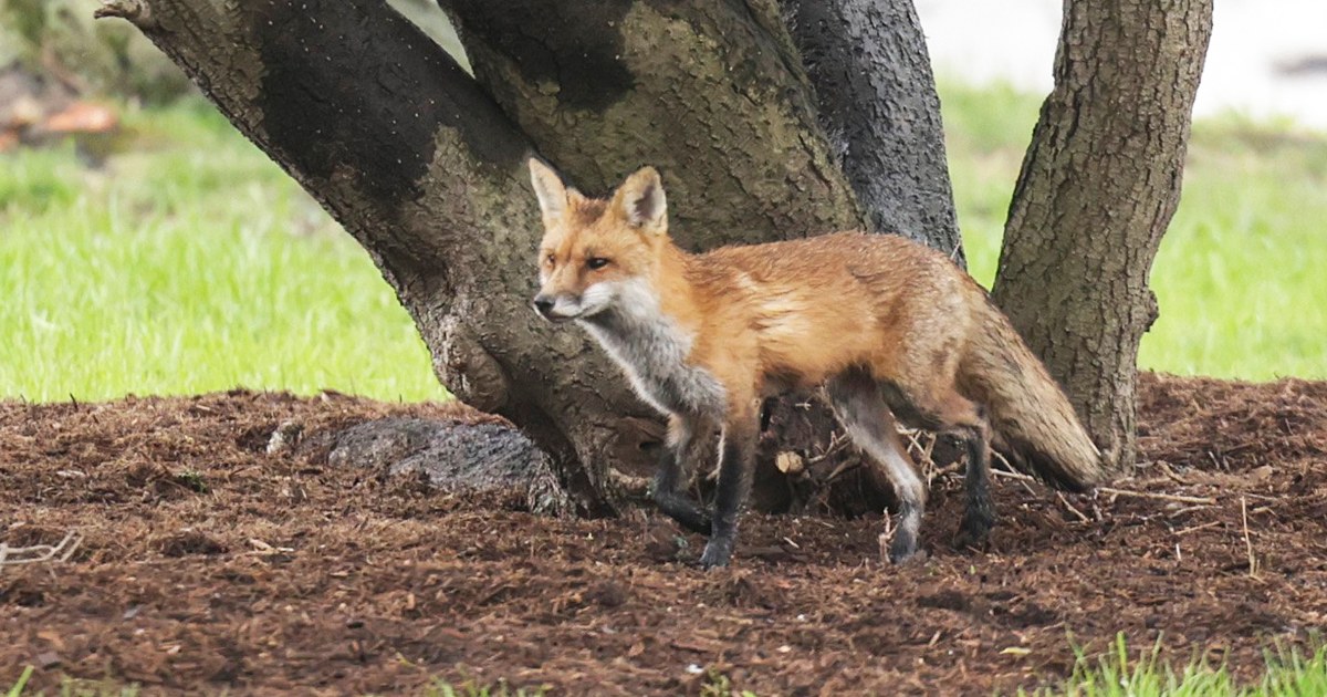 Police nab fox on Capitol Hill after attack on Democratic congressman ...