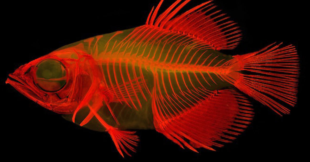 How did archerfish learn to shoot down their prey? A new study has an idea.