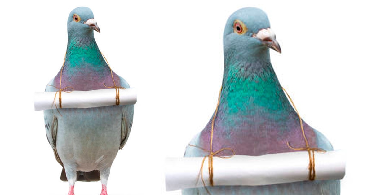 Narco paloma es atrapada cuando ingresó droga a una prisión