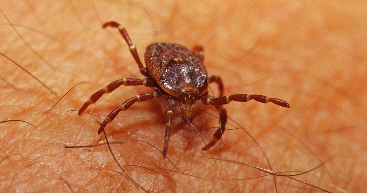 Picaduras de garrapatas: por qué son tan peligrosas en humanos