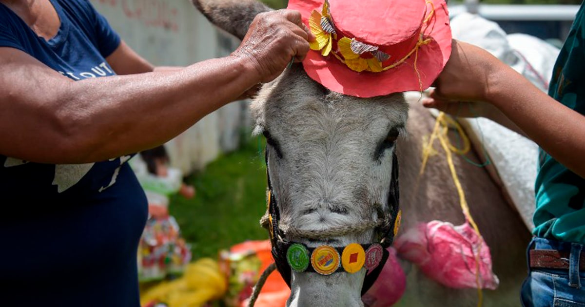 Disfrazan a 50 burros para un concurso regional en Colombia