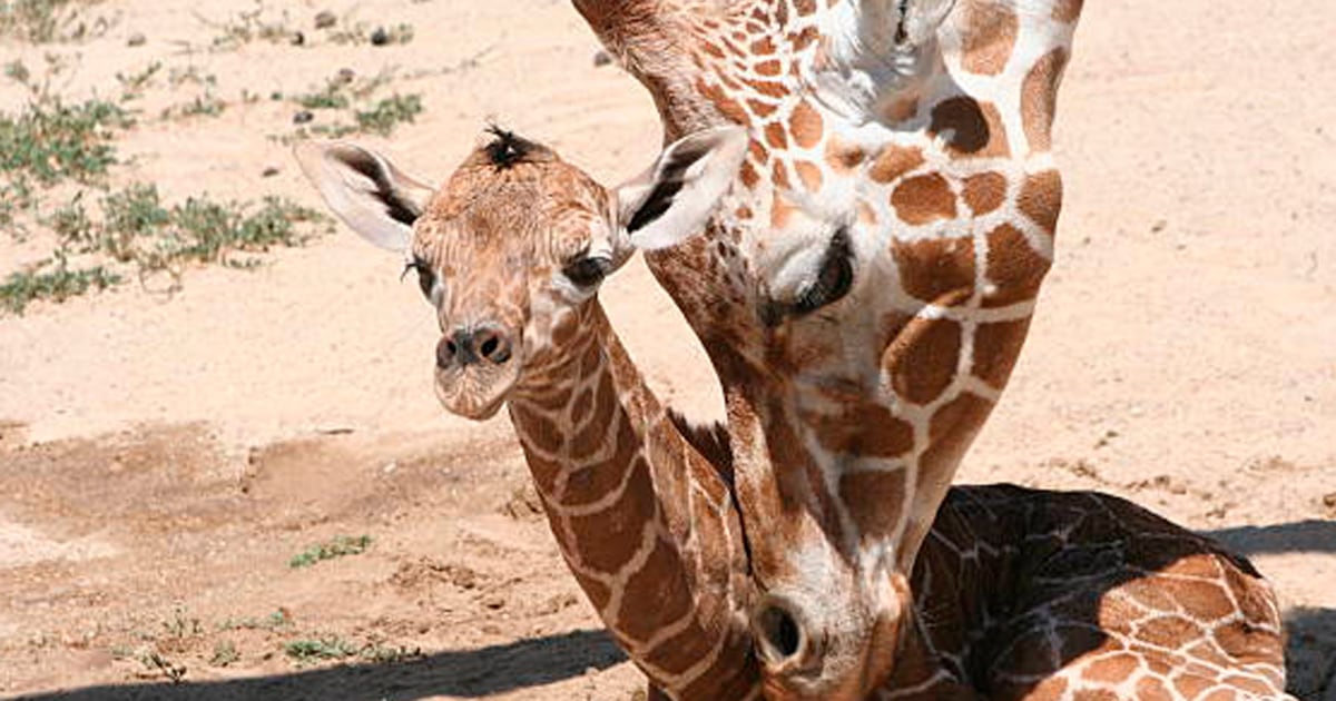 Nace jirafa en Chile y organizan concurso para darle nombre