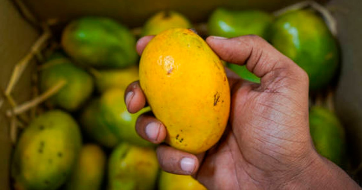 VIDEO: Vecino denuncia robo de mangos a su árbol en casa de Miami