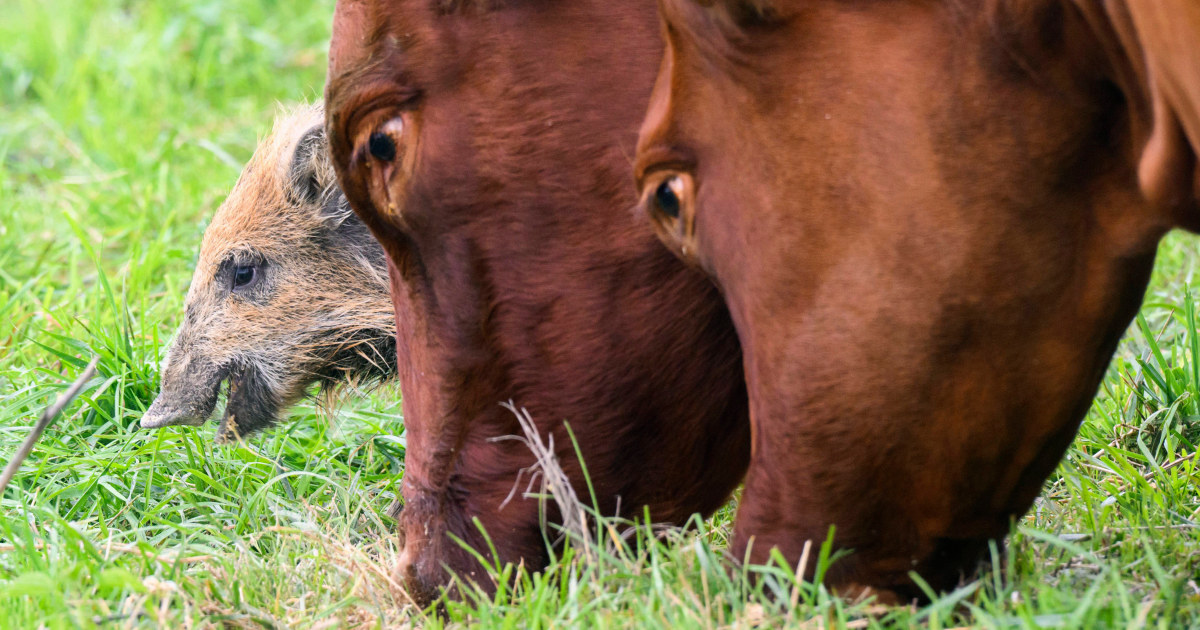 Herd the news? Wild boar piglet adopted by German cows