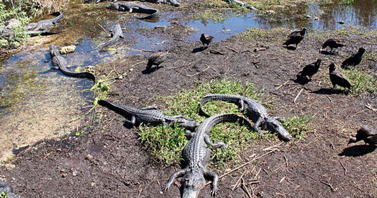 Buscan desaparecido en Puerto Rico y hallan fosa de caimanes