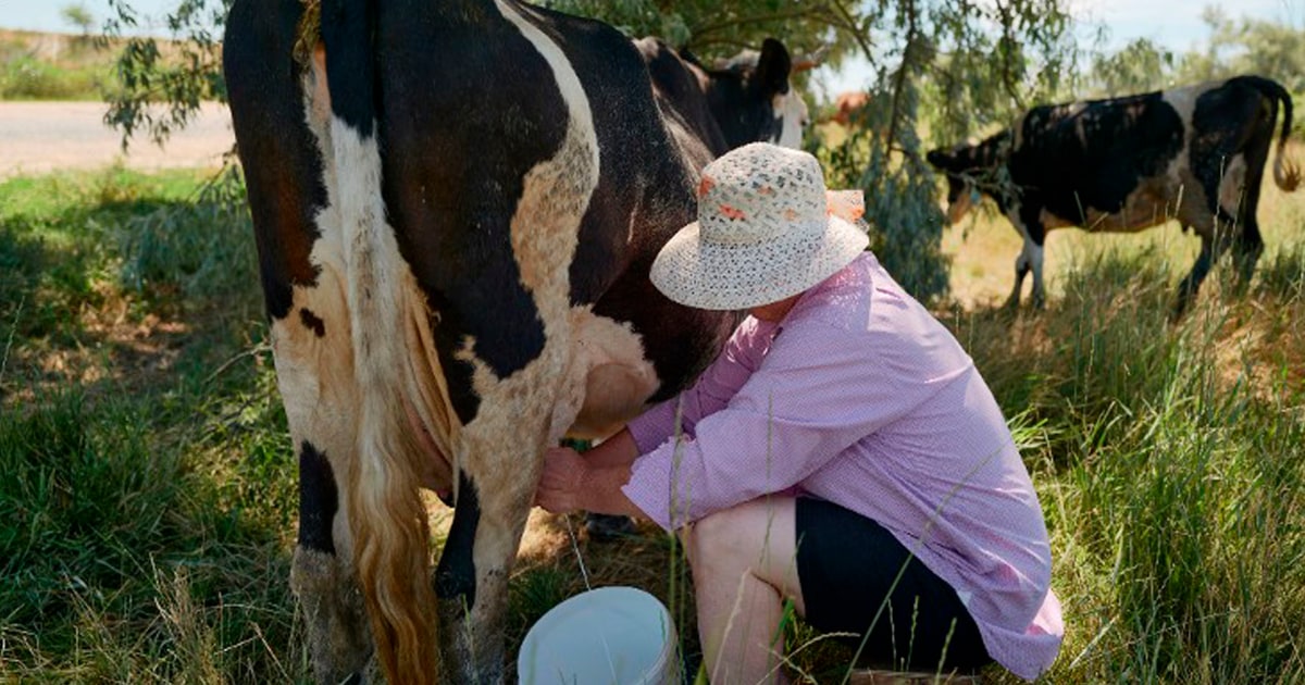 Diputada mexicana ordeña vaca en el Senado en apoyo a lecheros