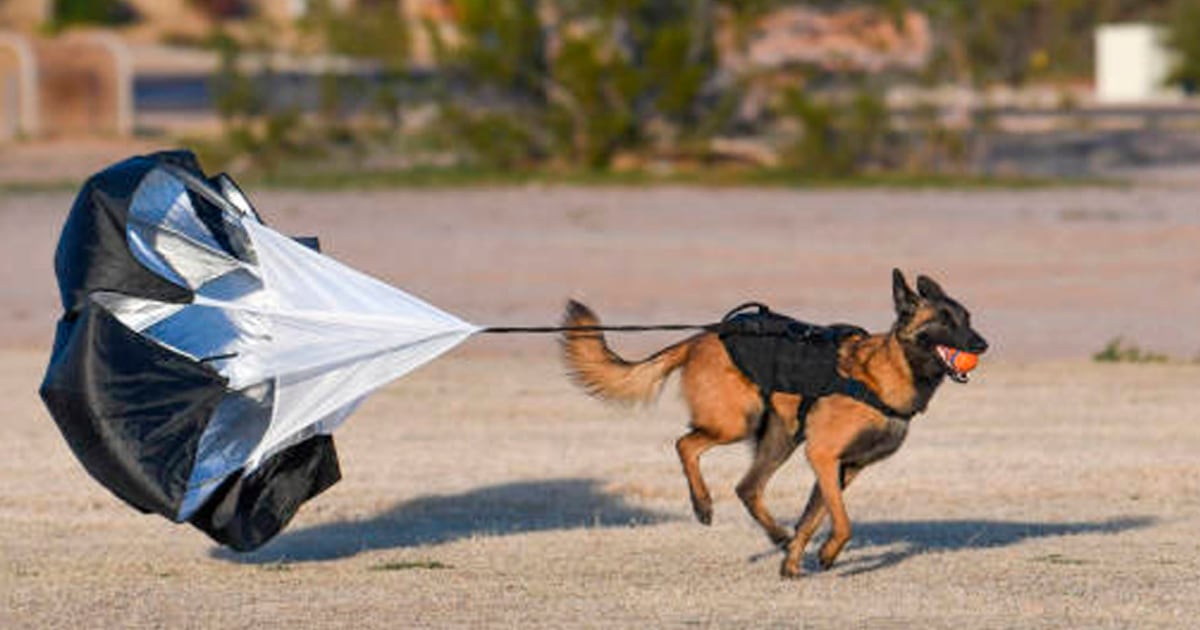 Entrenan perros para lanzarse de paracaídas y salvar gente