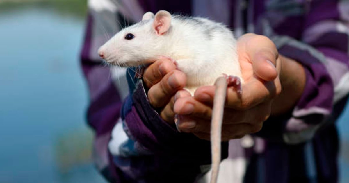 Un periodista revela por qué permite que ratas le revisen la boca