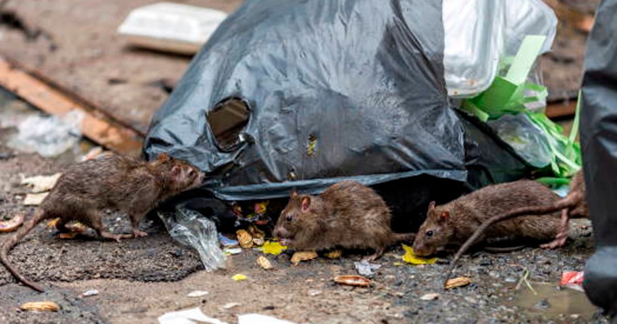 Las ratas casi devoran a un bebé de seis meses que según la policía de ...
