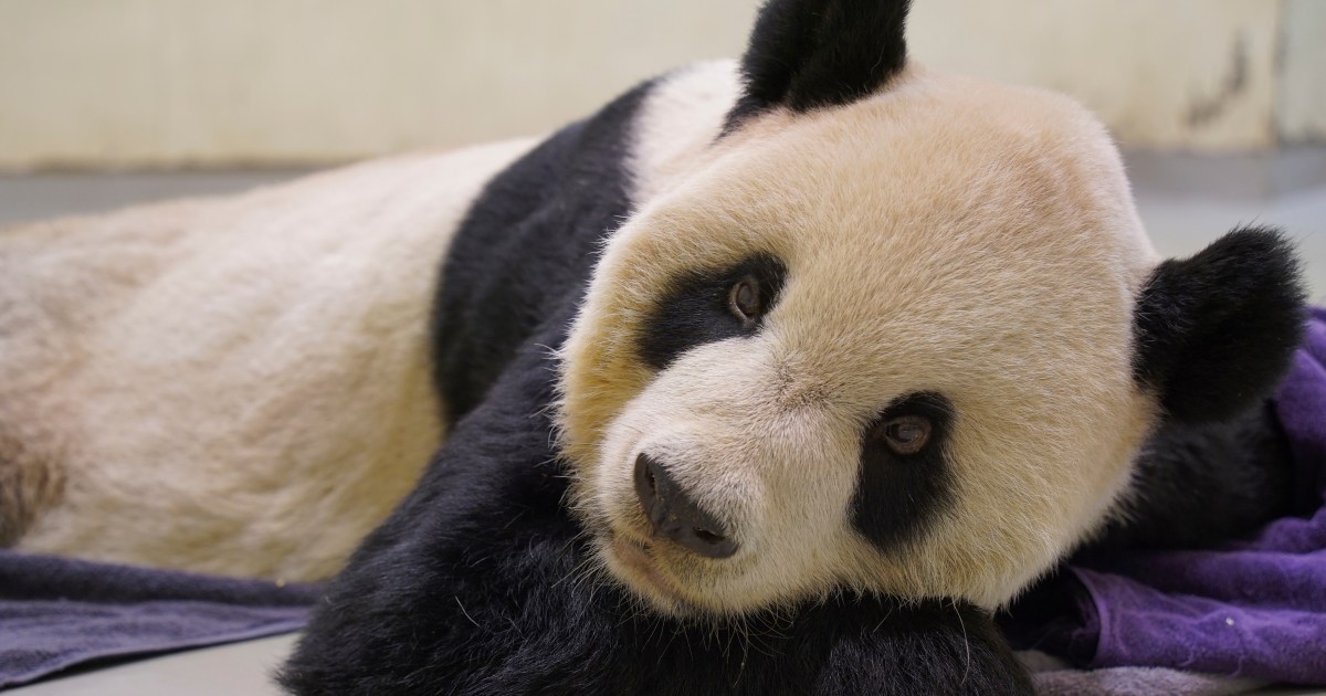 Giant panda gifted by China dies in Taiwan zoo