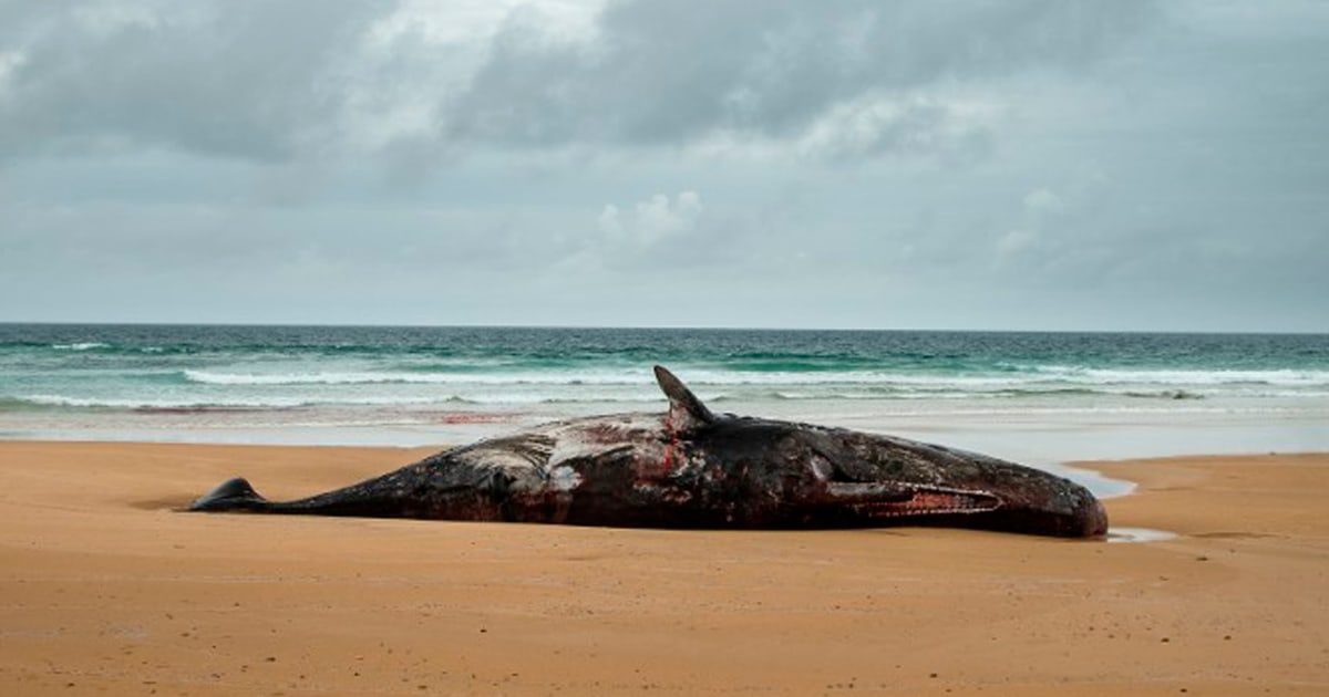 Ballena encontrada muerta fue golpeada por una embarcación