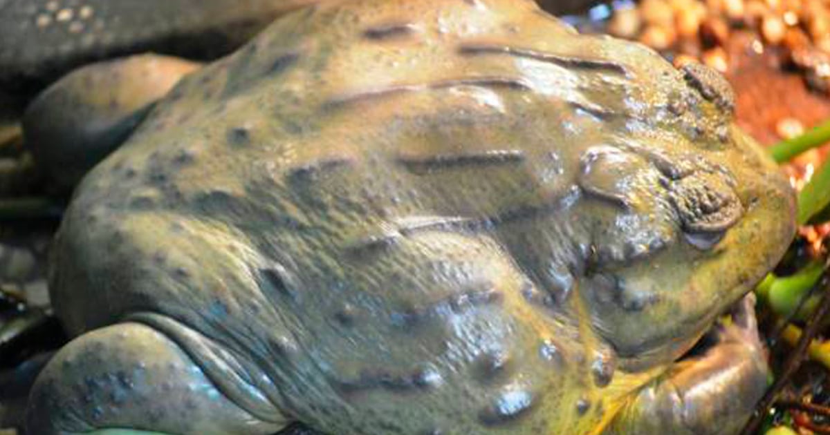 Toadzilla: Hallan gigantesco sapo venenoso en parque de Australia