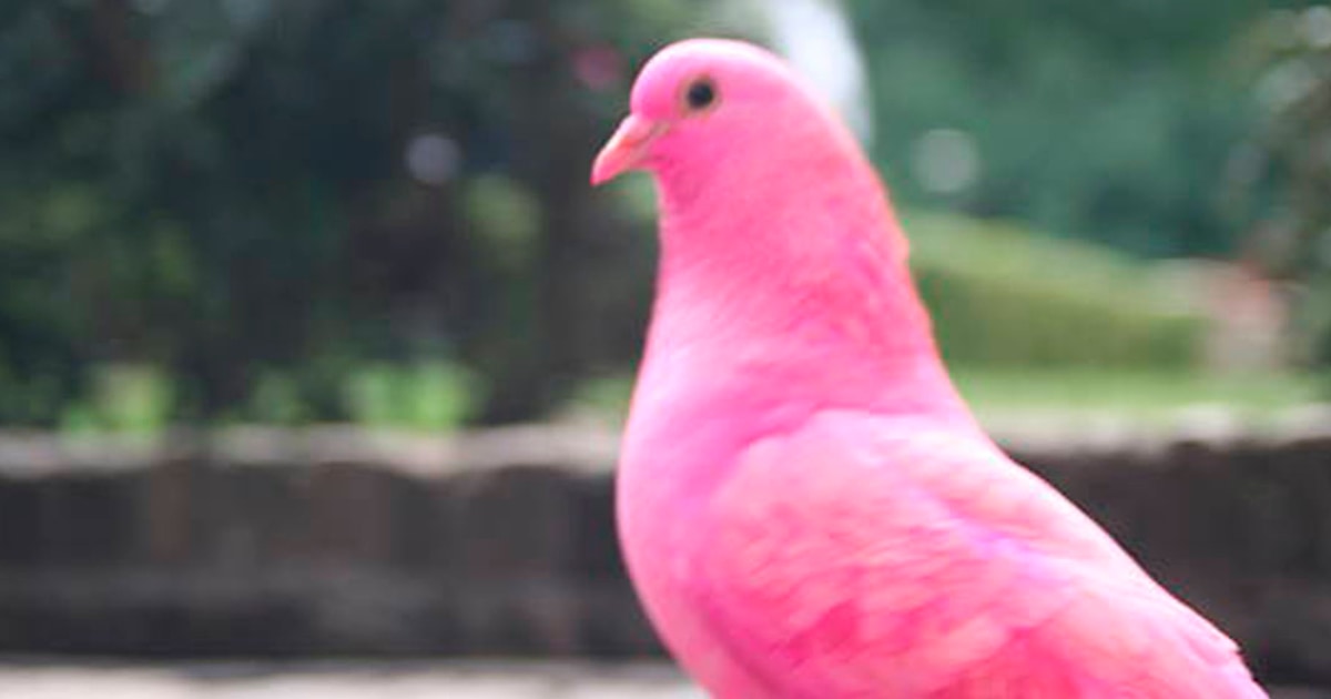 Hallan paloma rosa en Madison Square y descubren terrible verdad