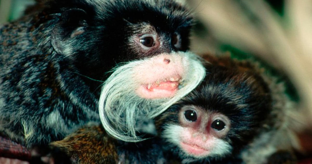 Arrestan ladrón de monos y dice que robará más cuando salga de prisión