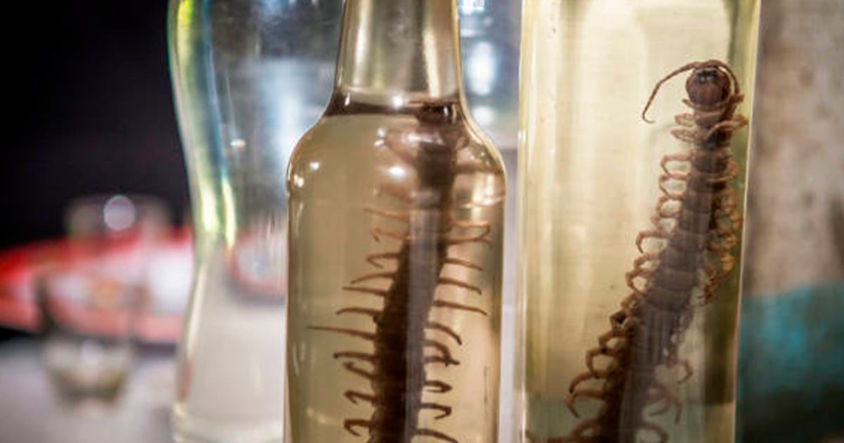 Preparan licor de culebras y alacranes que aseguran es beneficioso a la ...