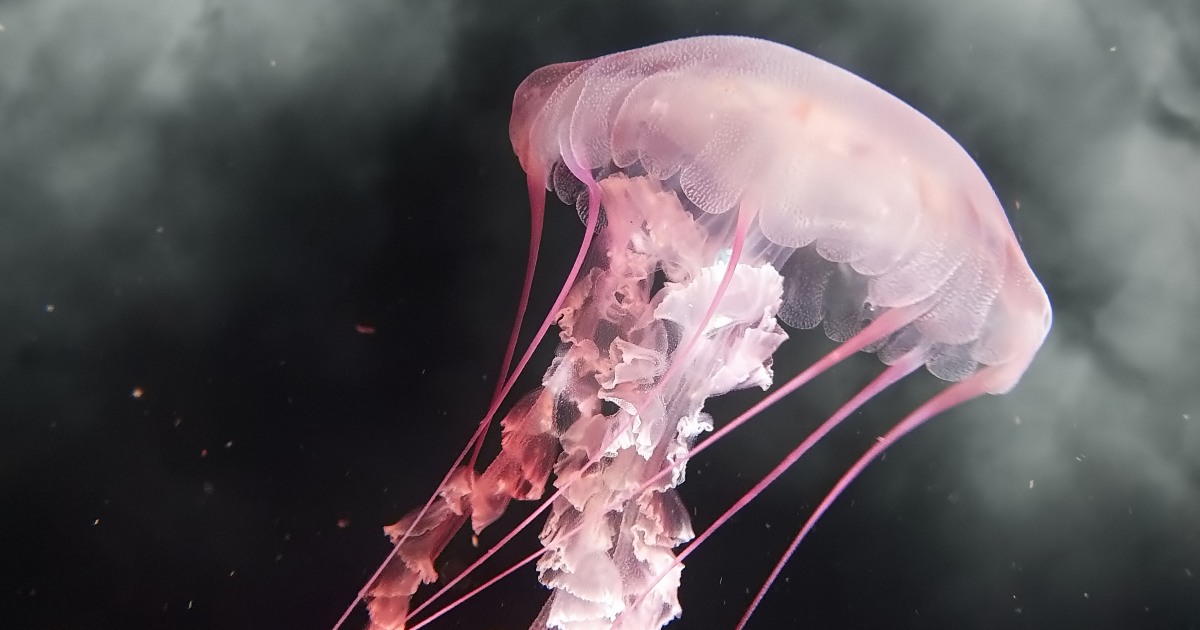 3 animales inmortales que existen y son estudiados para revertir la vejez