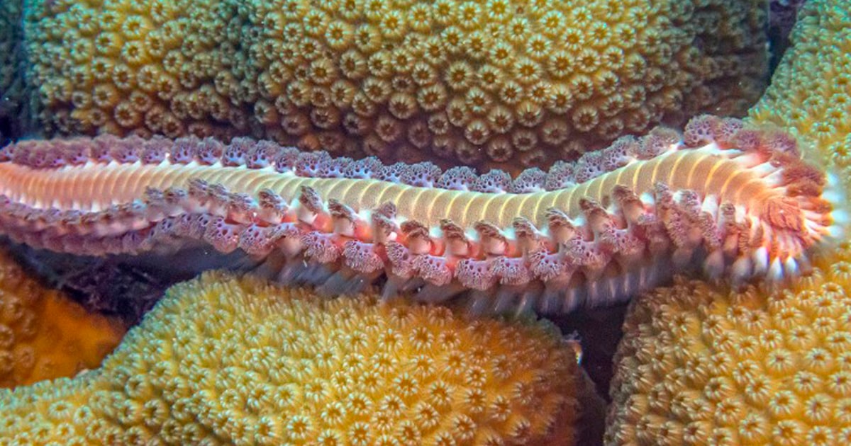 Judiworm: Bautizan especie de gusano que vive en el fondo del mar