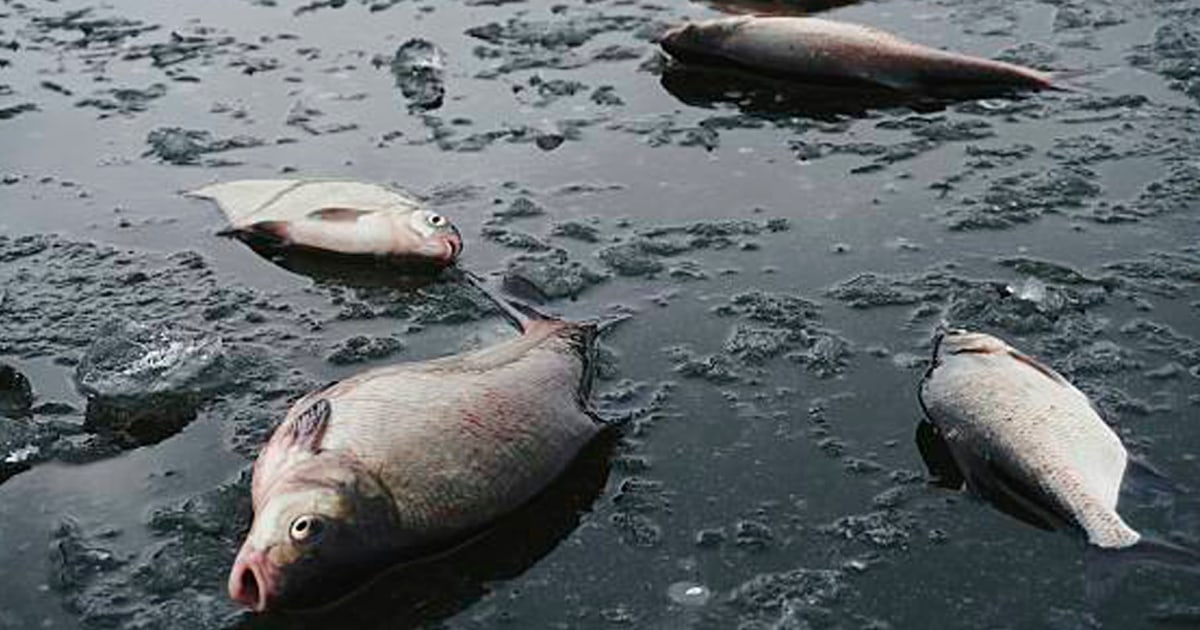 Marea roja deja millones de peces muertos y amenaza vacaciones en Florida