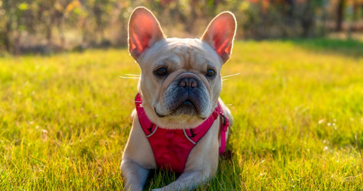 Bulldog francés: La raza canina más popular en EE.UU.