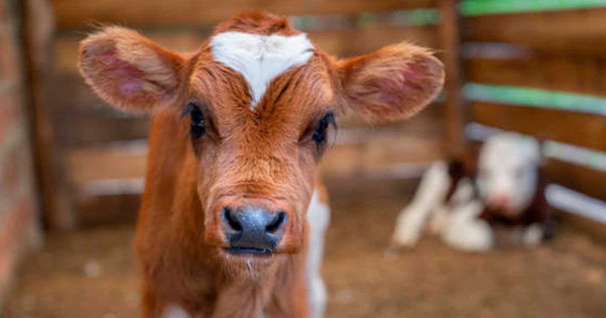 Ternero de 4 meses escapa de matadero y corre por calles de Brooklyn