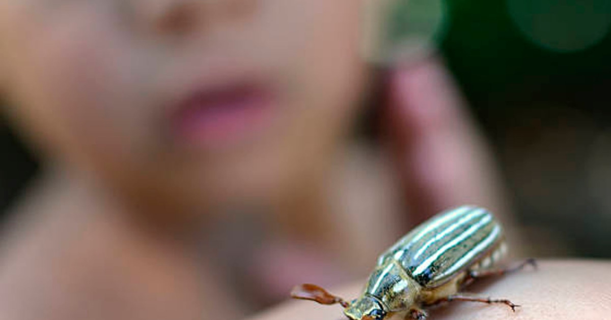 Madre alimenta a su bebé con insectos y revela los insólitos motivos